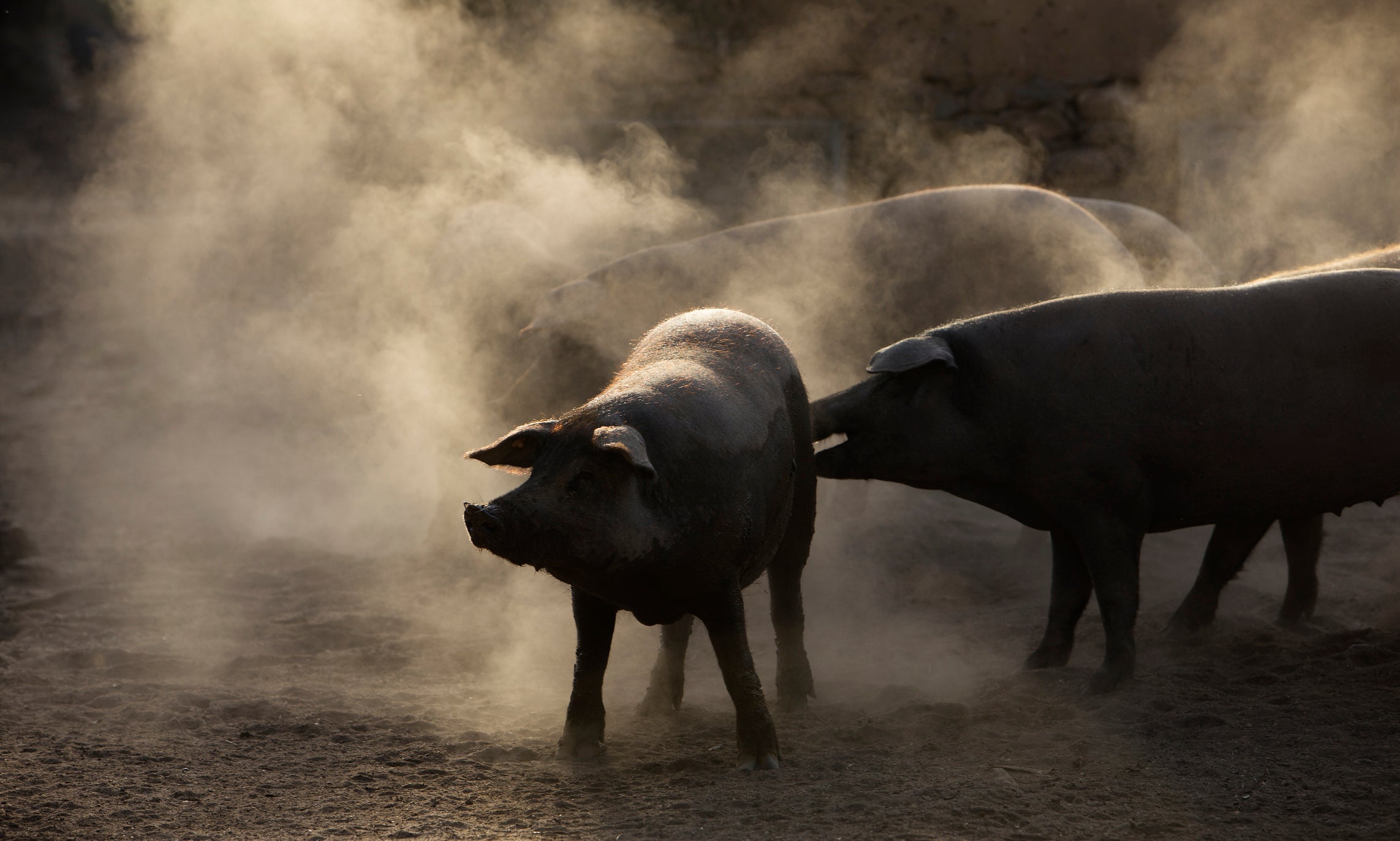 100% IBERIAN BREED – BEHER